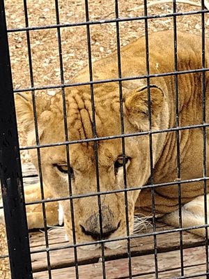 WILD ANIMAL SAFARI - Updated December 2025 - 229 Photos & 85 Reviews ...