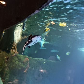 THE DALLAS WORLD AQUARIUM - 3392 Photos & 1191 Reviews - 1801 N Griffin ...