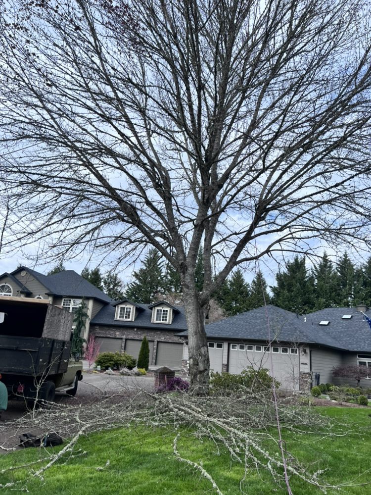 WISE BEAVER TREE CARE - Updated December 2025 - 15704 NE 30th Ave ...