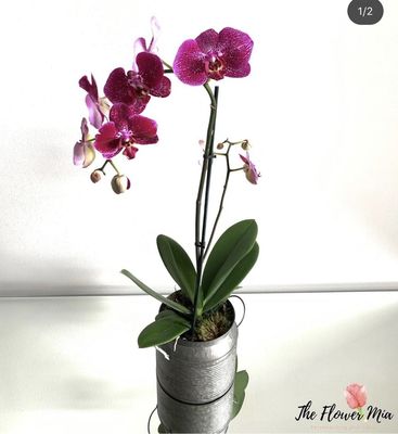 THE FLOWER MIA - Updated January 2025 - 26 Photos - Miami, Florida ...