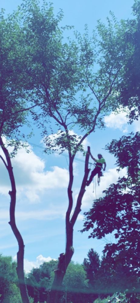 MLM Tree Service - Trusted Since 2012 - Updated July 2025 - 38 Photos ...