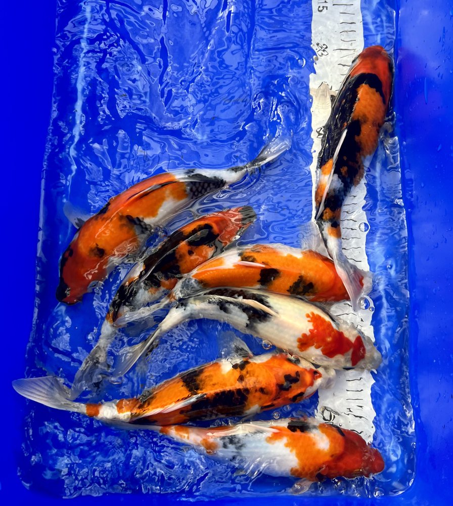 TAMPA BAY KOI AND PONDS - Updated October 2025 - Request a Quote ...