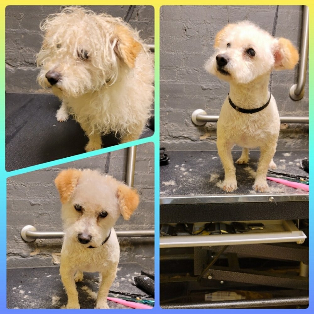 DAWG TEAM APPAREL USA - 107 Photos - Pet Stores - 420 N Cleveland St ...