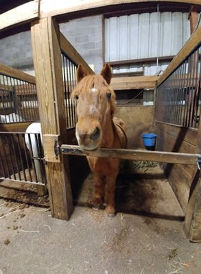 WHEATON PARK STABLES - Updated January 2026 - 10 Reviews - 1101 ...