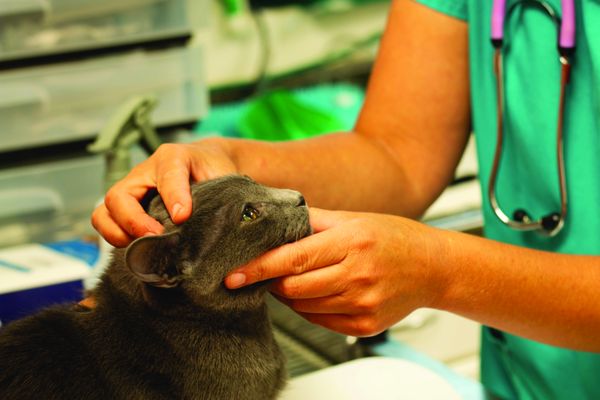 VALLEY ANIMAL CENTER - Updated December 2025 - 133 Photos & 114 Reviews ...