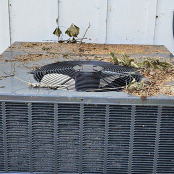 MARIO TREE CREW SERVICE - Updated December 2025 - 17 Photos - Myrtle ...