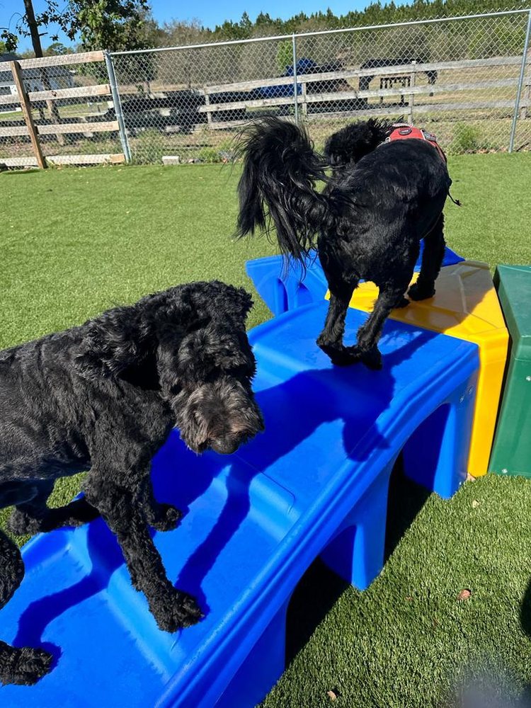 HIDDEN PAW TRAILS PET RESORT - Updated August 2024 - 12 Photos - 3655 ...