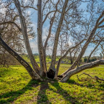 SYCAMORE GROVE PARK - Updated July 2025 - 378 Photos & 87 Reviews ...