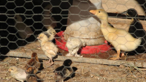 MOON FARM - 28 Photos - 1360 18 1/2 Rd, Fruita, Colorado - Pumpkin ...