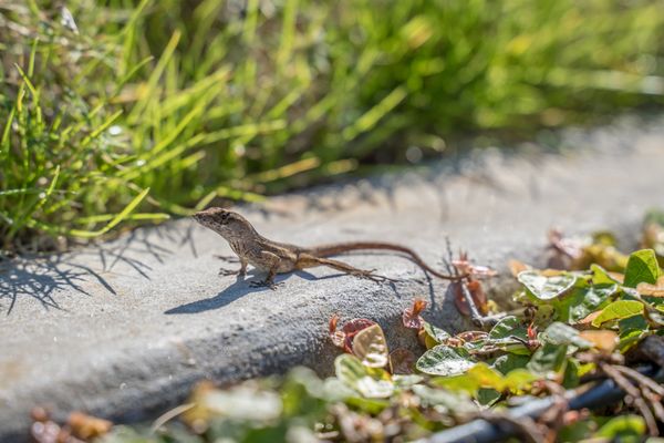 HERMANN PARK CONSERVANCY - 828 Photos & 223 Reviews - Parks - 1700 ...