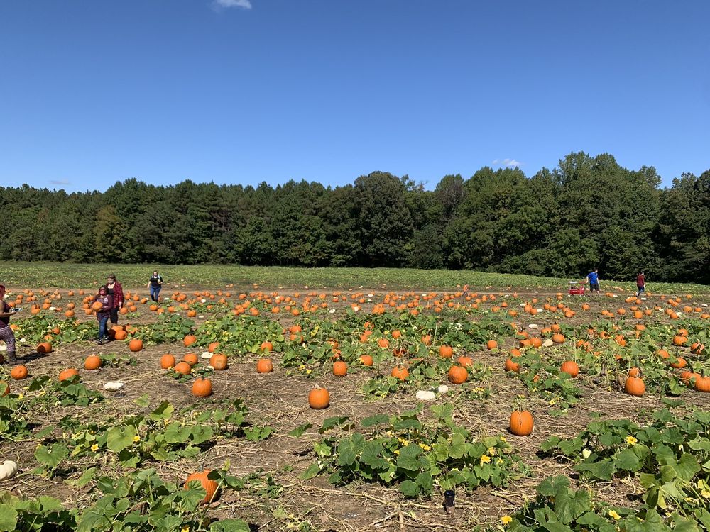 CHESTERFIELD BERRY FARM - 21 Photos & 12 Reviews - Farmers Market ...