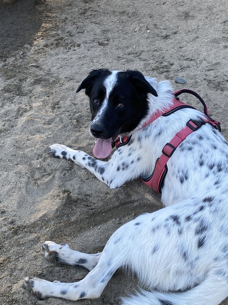 CANINE CORNERS DOG PARK - Updated June 2026 - 52 Photos & 10 Reviews ...