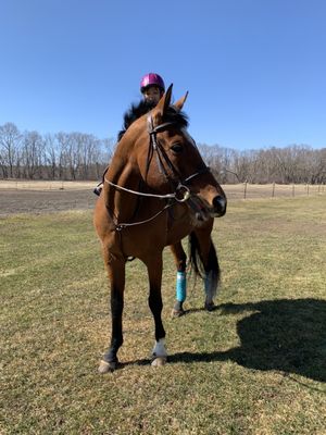 AVON VALLEY SHOW STABLES - Updated March 2025 - 21 Photos & 13 Reviews ...