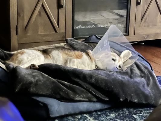 SPAY NOW ANIMAL SURGERY CLINIC - Updated December 2025 - 69 Photos ...