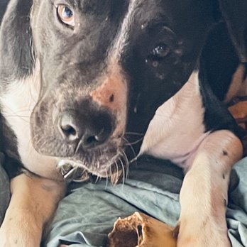 CABARRUS ANIMAL HOSPITAL - Updated September 2025 - 35 Photos & 36 ...