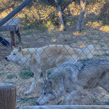 CALIFORNIA WOLF CENTER - Updated January 2025 - 267 Photos & 146 ...