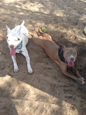 MANGO DOG PARK - Updated March 2025 - 23 Photos & 34 Reviews - 11717 ...