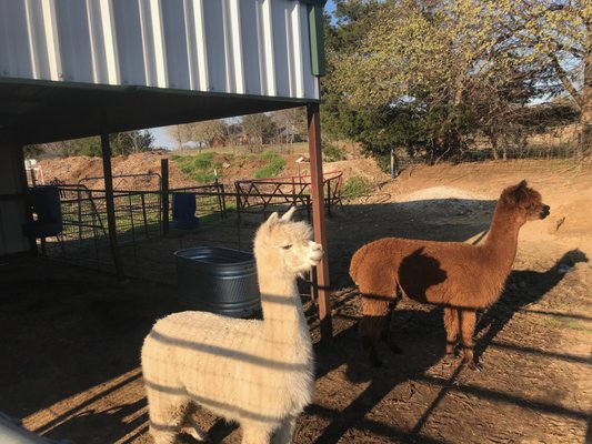 SINGLETON FARMS FARM FRESH MARKET - Updated December 2025 - 21 Photos ...