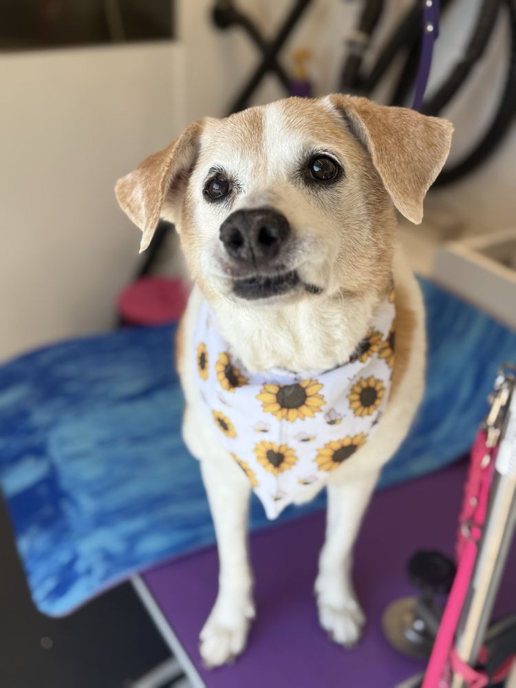 CHIC PAWS PET GROOMING - Updated December 2025 - 61 Photos & 23 Reviews - 3745 Pershing Ave, San ...