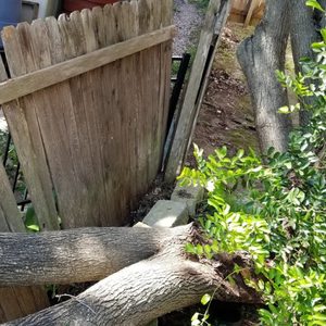 THE TREE MAN - 30 Photos & 68 Reviews - Austin, Texas - Tree Services ...