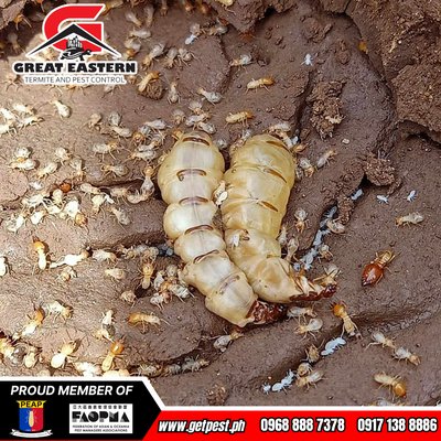 GREAT EASTERN TERMITE & PEST CONTROL SERVICES - Updated January 2025 ...