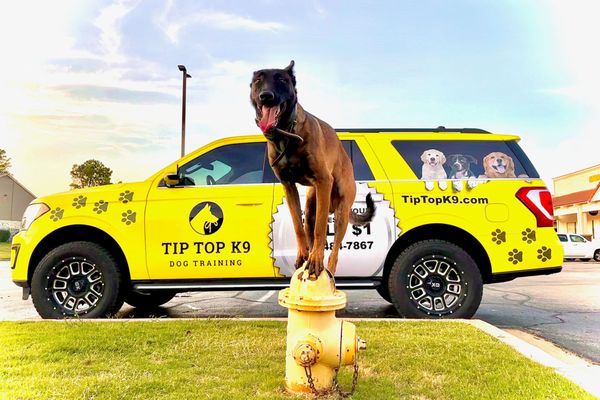 TIP TOP K9 - Updated December 2025 - 12 Photos - Gilbert, Arizona - Pet ...
