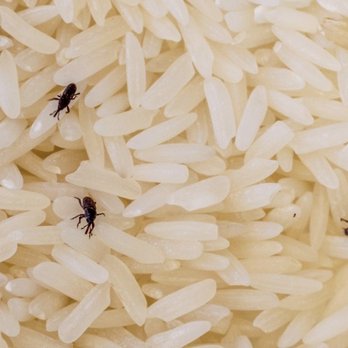 LEE’S TAHITIAN - Updated November 2024 - 22 Photos & 98 Reviews - 1342 ...