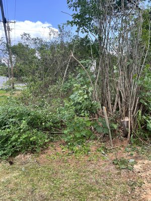 ASPLUNDH TREE EXPERT - Updated November 2025 - 80 Photos & 99 Reviews ...