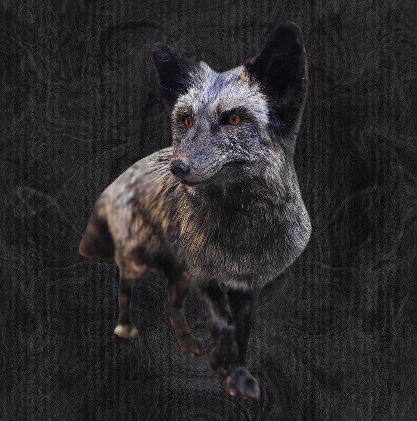 ATD TAXIDERMY - Updated August 2025 - Chuluota, Florida - Taxidermy ...