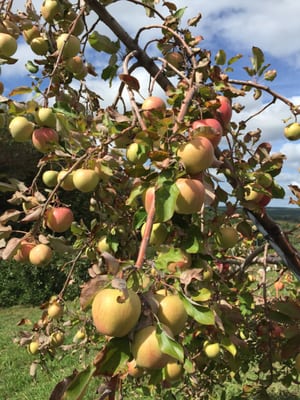 BOLTON SPRING FARM - 58 Photos & 52 Reviews - Fruits & Veggies - 149 ...