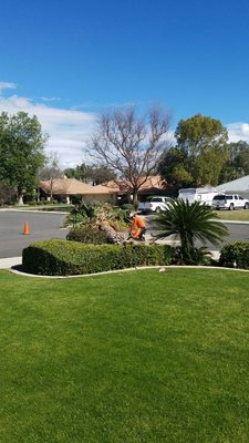 RANCHO TREE SERVICE - Updated January 2026 - 41 Photos & 44 Reviews ...