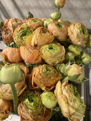 SCHAEFER WHOLESALE FLORIST - Updated January 2026 - 154 Photos - 2635 ...