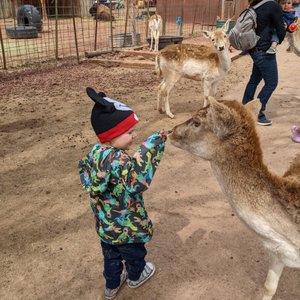 GRAND CANYON DEER FARM - 489 Photos & 231 Reviews - Zoos - 6769 E Deer ...