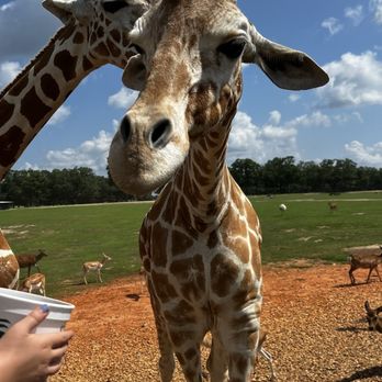 GLOBAL WILDLIFE CENTER - Updated December 2025 - 597 Photos & 147 ...