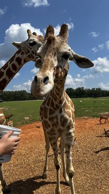 GLOBAL WILDLIFE CENTER - Updated December 2025 - 597 Photos & 147 ...