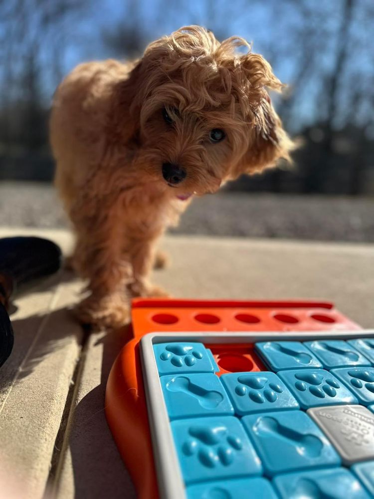 BLUES CREEK BOARDING - Updated December 2025 - 15 Photos - 20112 Pine ...