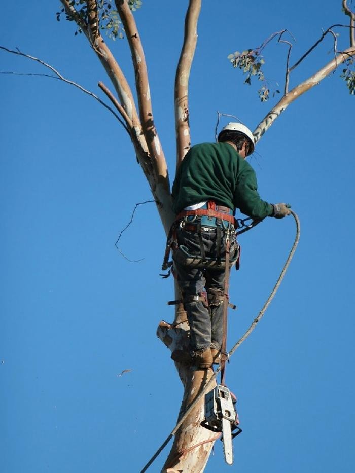 DISCOUNT TREE SERVICE - Updated July 2025 - 6945 Springport Rd, Jackson ...