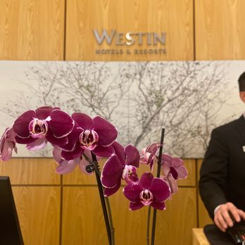 THE WESTIN CALGARY - Updated December 2025 - 126 Photos & 74 Reviews ...