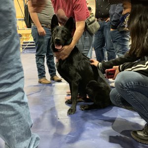 SAN FRANCISCO STABLES - Updated November 2024 - 18 Photos - 1114 Casad ...