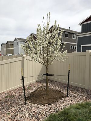 HEIDRICH’S COLORADO TREE FARM NURSERY - Updated August 2025 - 27 Photos ...