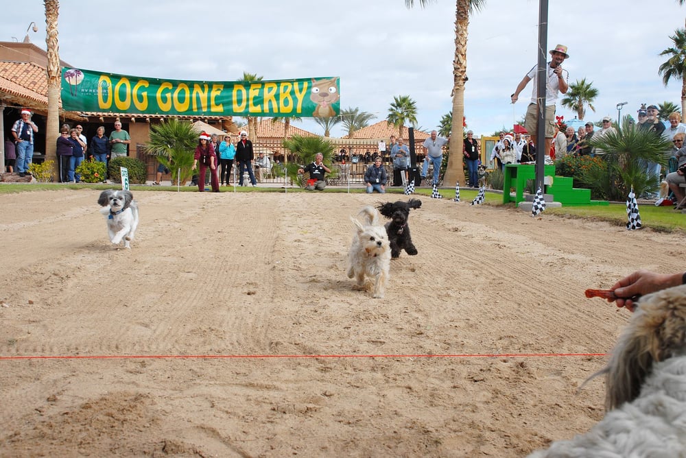 PALMS RV RESORT - Updated June 2026 - 30 Photos & 19 Reviews - 3400 S ...