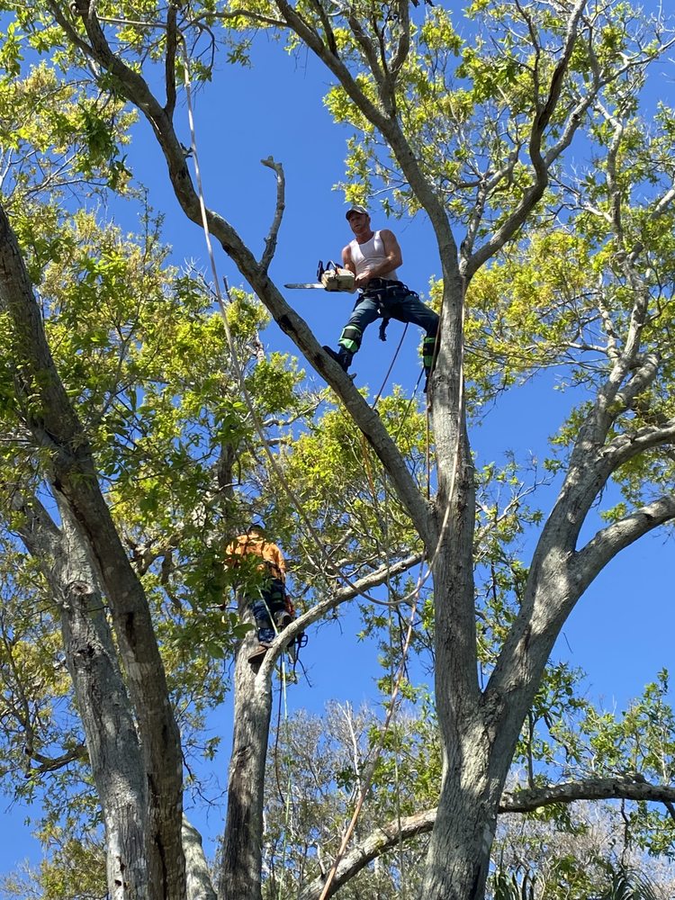 RIGHT COAST TREE CARE - Updated August 2025 - 13 Photos - 1616 Dr ...