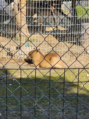 ALOHA SAFARI ZOO - Updated February 2025 - 396 Photos & 174 Reviews ...