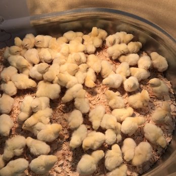 RURAL KING - Updated January 2026 - 28 Photos & 20 Reviews - 10400 ...