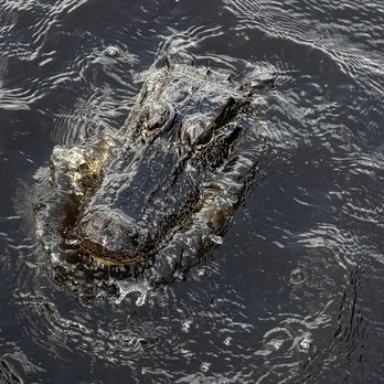 GULF COAST GATOR RANCH & TOURS - Updated December 2025 - 241 Photos ...