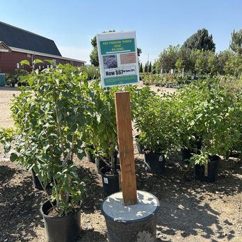 THE TREE FARM NURSERY & GARDEN CENTER - Updated December 2025 - 34 ...