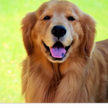 DICKSON ANIMAL CLINIC - Updated December 2025 - 29 Photos & 19 Reviews ...