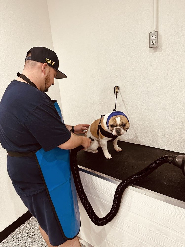 DYNAMITE DOGS TRAINING & GROOMING - Updated November 2025 - 46 Photos & 27 Reviews - 26658 ...