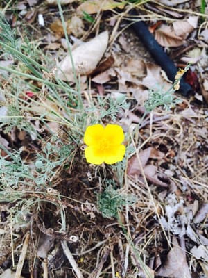 CSUN BOTANIC GARDEN - Updated August 2025 - 10 Reviews - 18111 Nordhoff ...