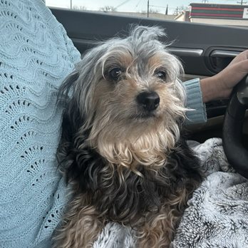 VIP DOG GROOMING - Updated August 2024 - 895 Photos & 663 Reviews ...